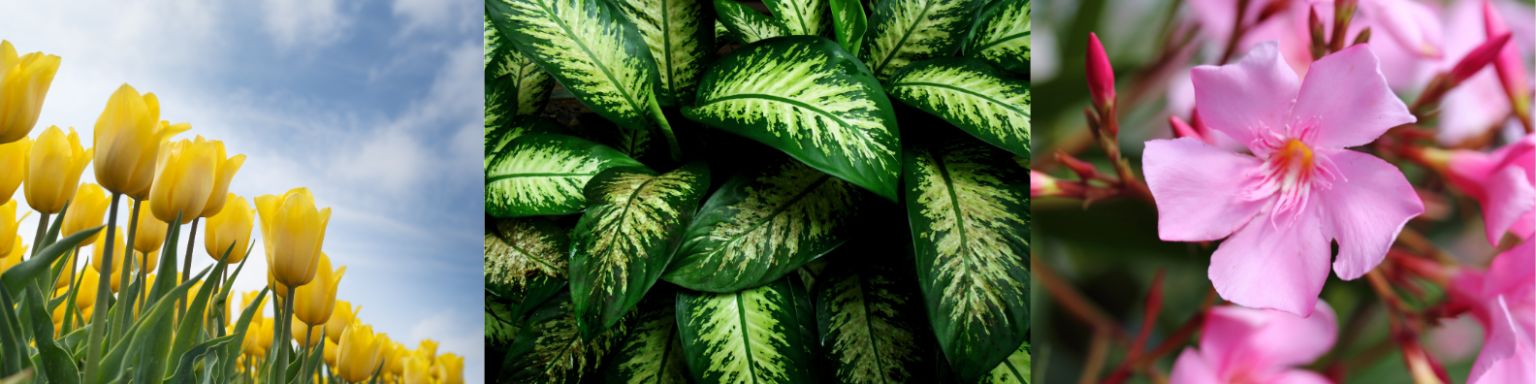 Rostliny jedovaté pro psy a kočky - Labvet blog